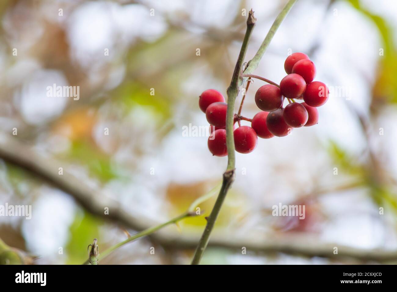 Vaccinium vitis-idaea known as lingonberry, foxberry, mountain ...