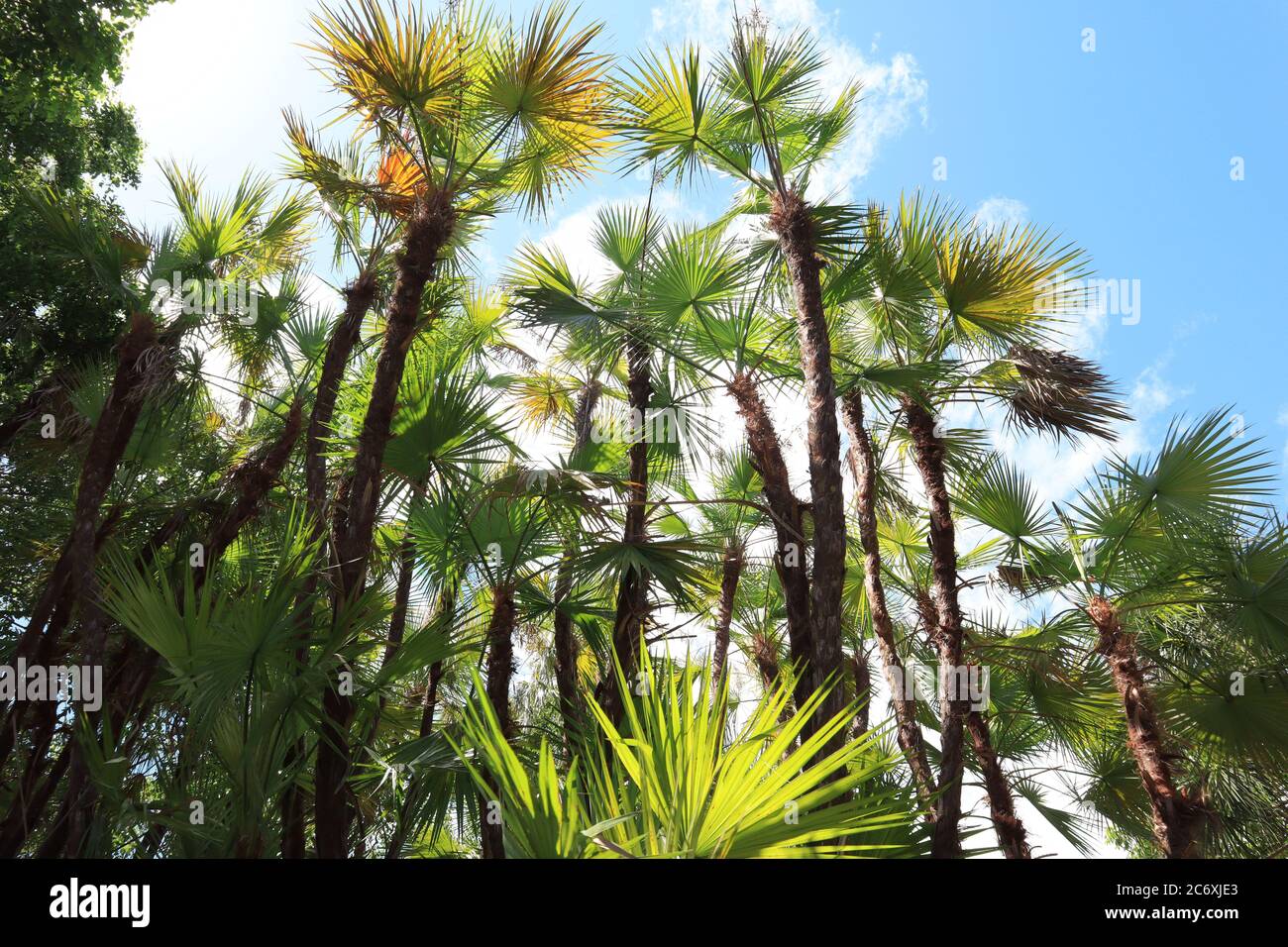 Palm trees in Homestead Bayfront Park, Palm trees background sky, Palm ...