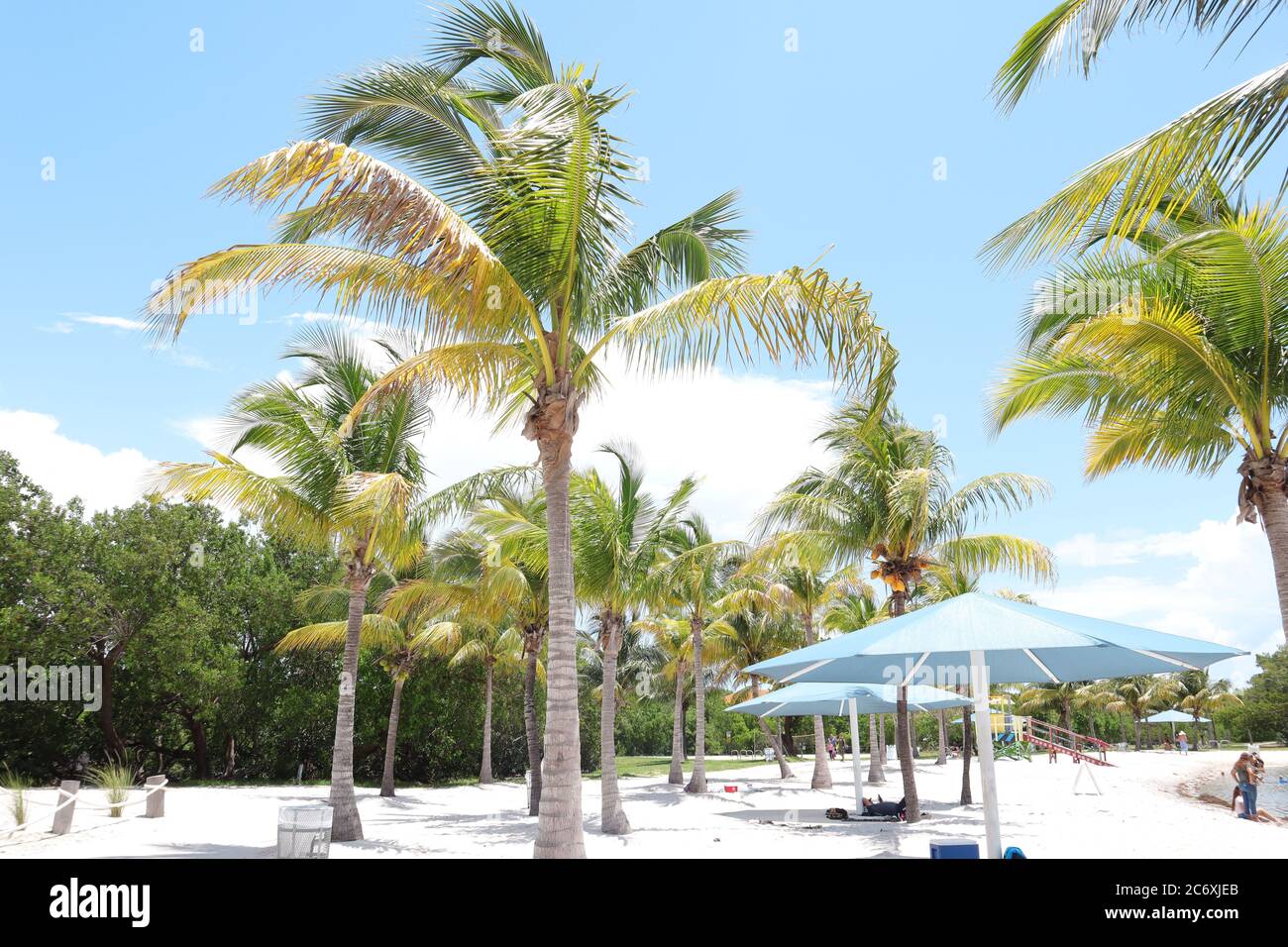 Palm trees in Homestead Bayfront Park's beach, Summer day at South ...