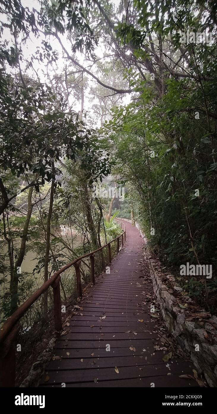 Marvelous pathway in the jungle. Wood floor and misty scene. Lonely ...