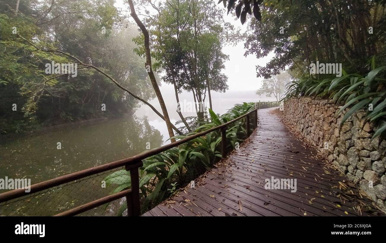 Marvelous pathway in the jungle. Wood floor and misty scene. Lonely ...