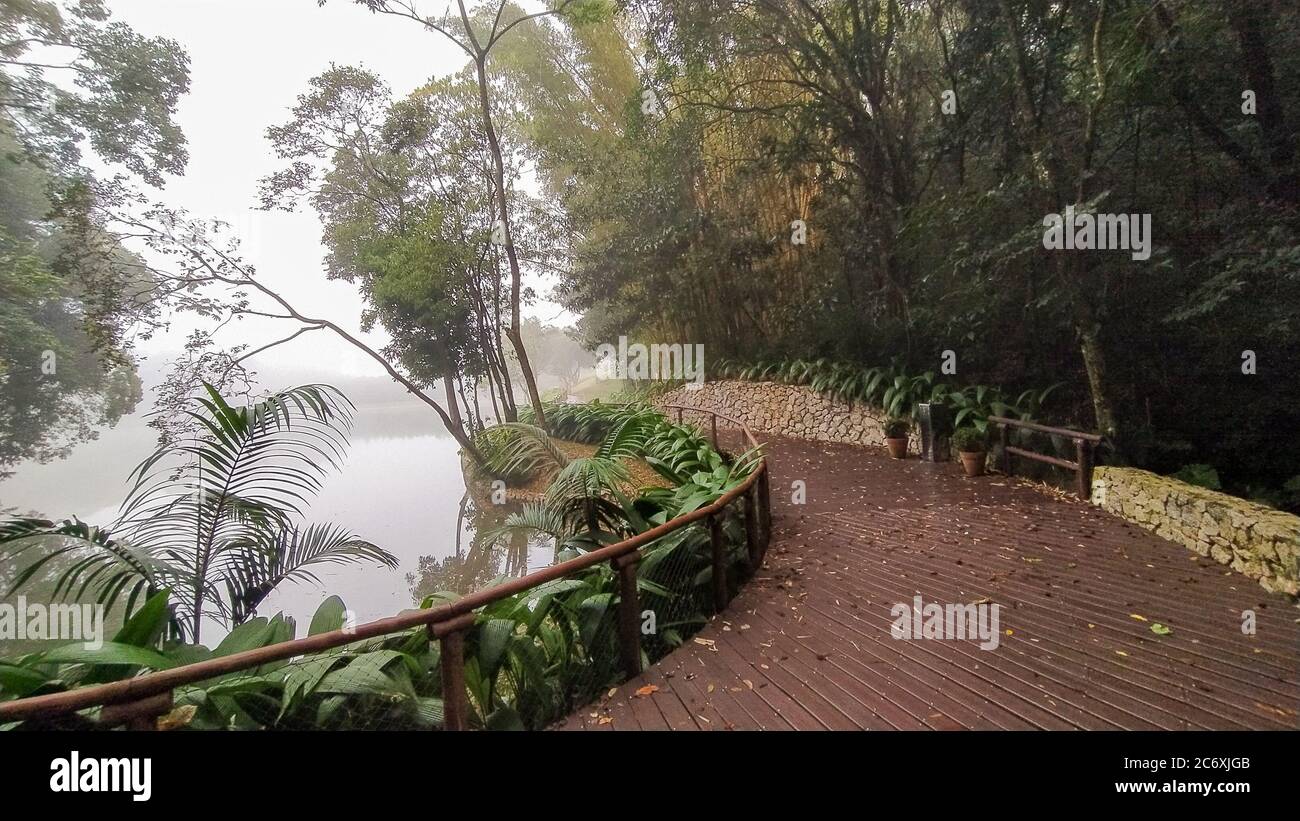 Marvelous pathway in the jungle. Wood floor and misty scene. Lonely ...
