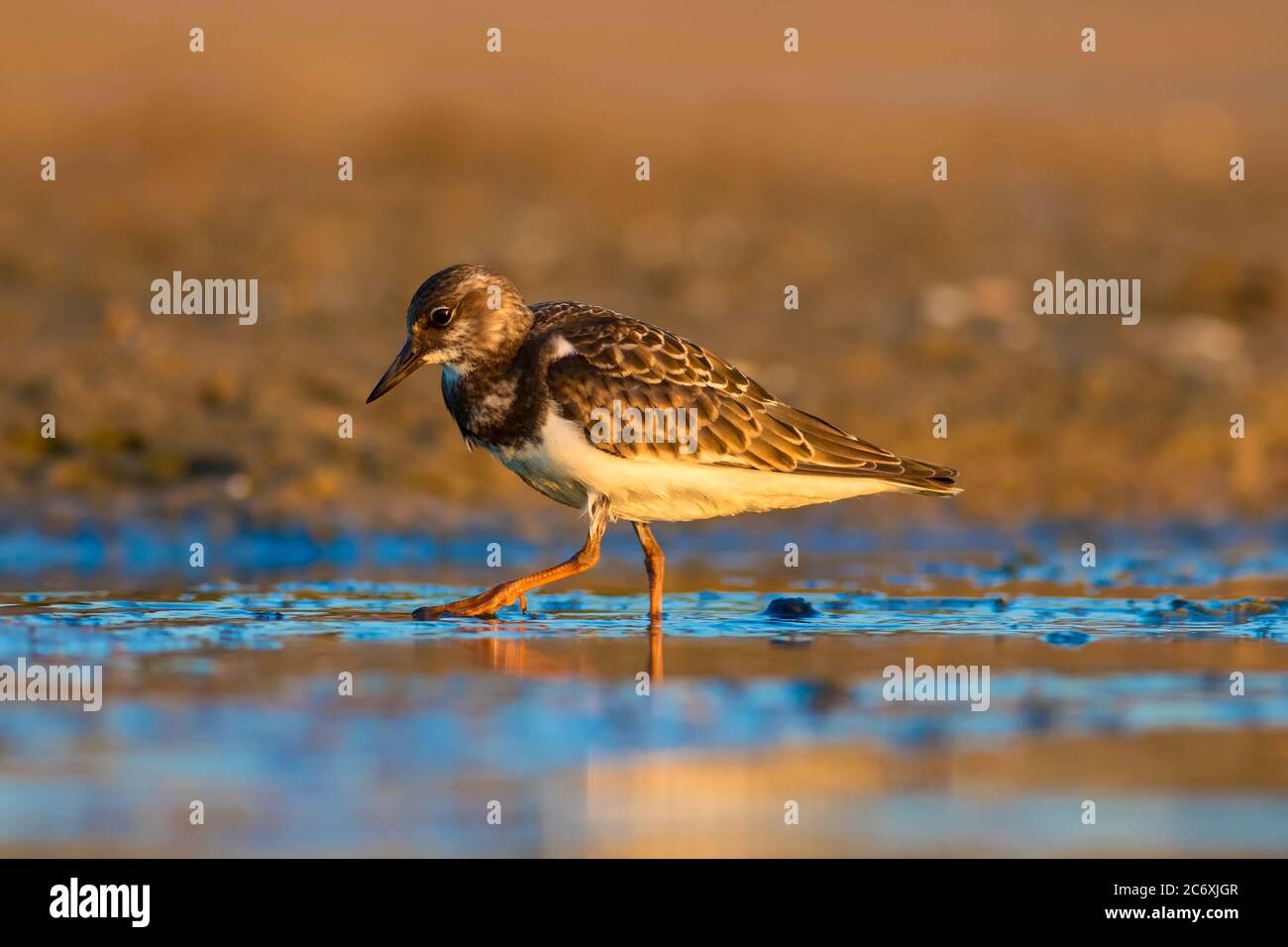 Cute water bird. Common bird Ruddy Turnstone. Colorful nature ...