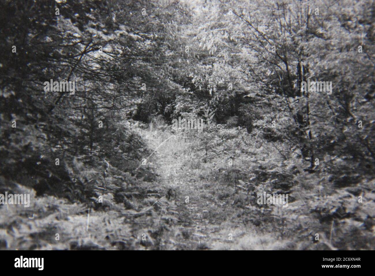 Fine 70s vintage black and white lifestyle photography of a faint path ...