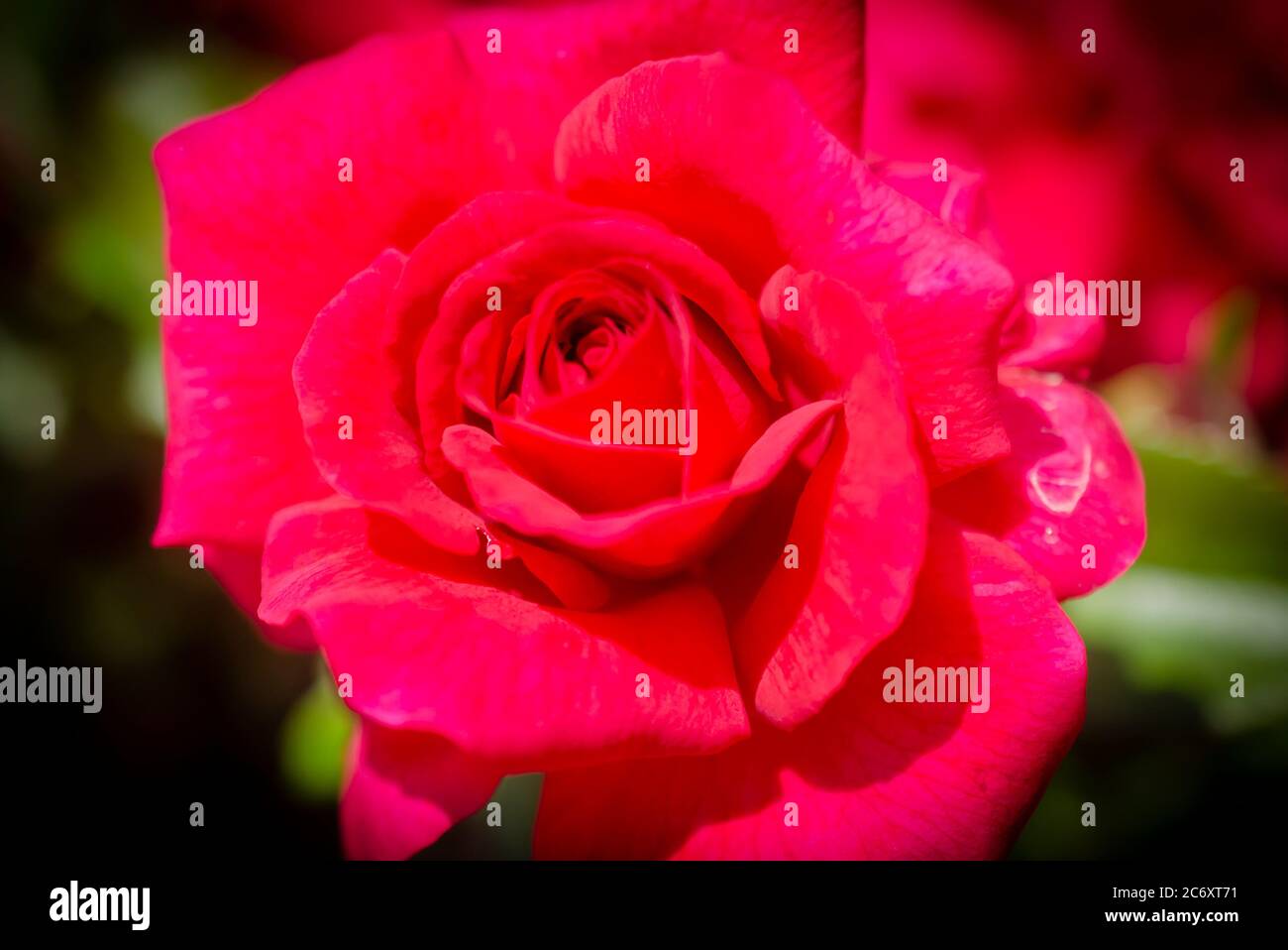 A brilliant pink iceberg rose grows in the rose garden at Fairhope ...