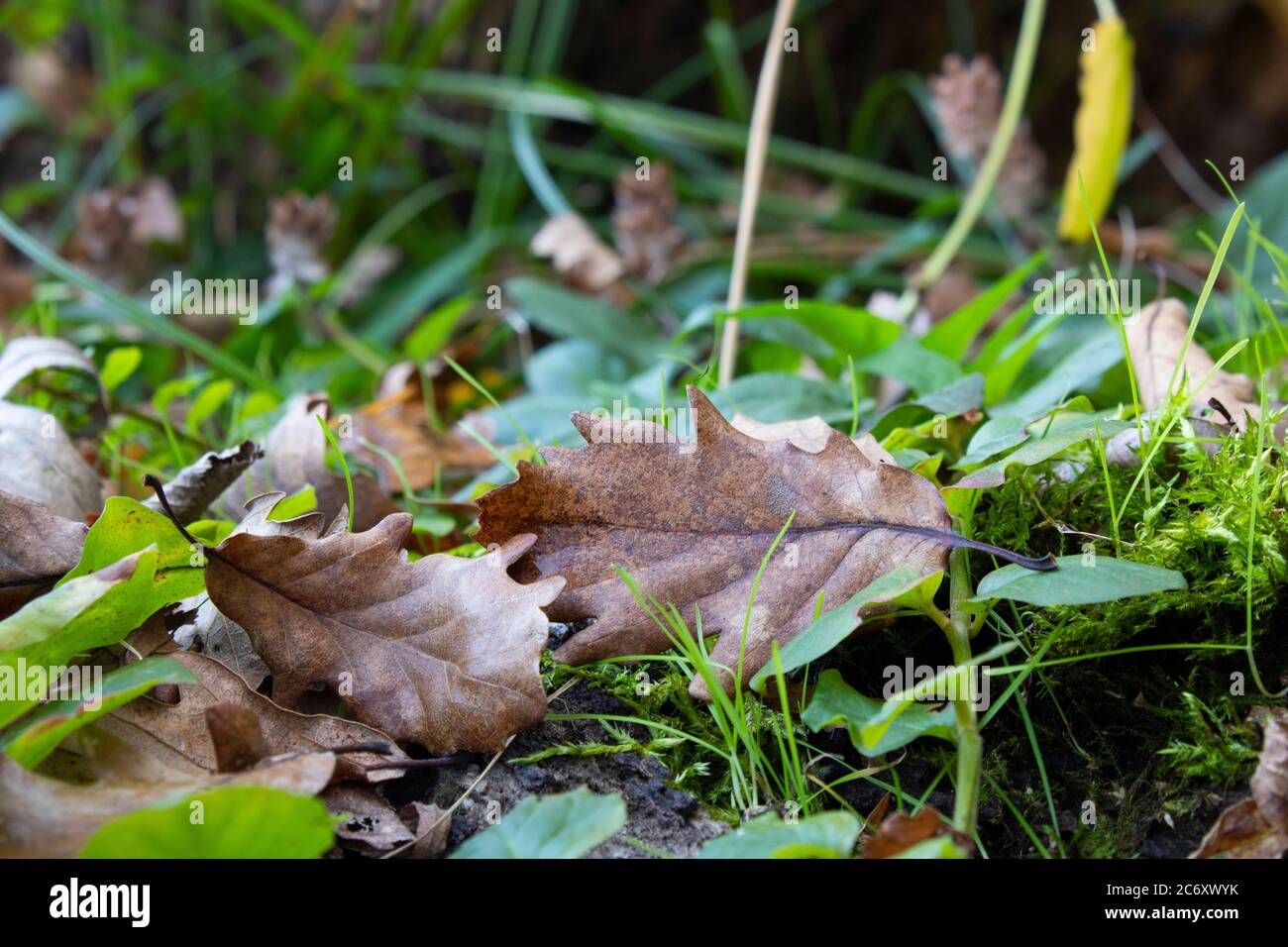 Dry oak tree leaf fallen to the ground. The photo was taken in autumn ...