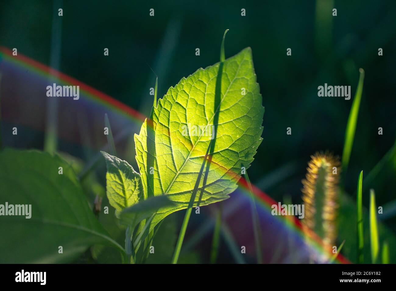 Leaf in Sunlight Stock Photo - Alamy
