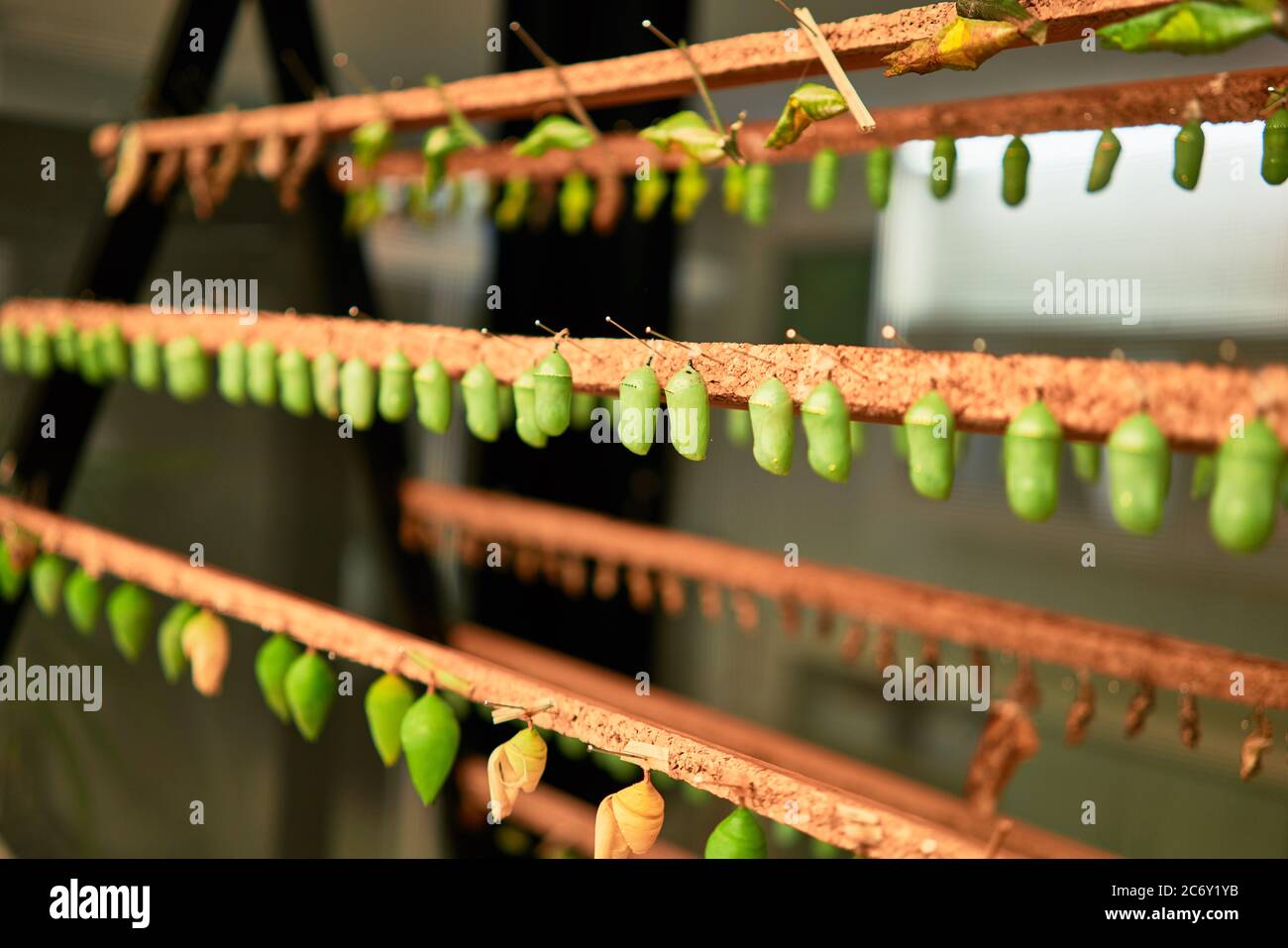 Beautiful butterflies at butterfly home Stock Photo - Alamy