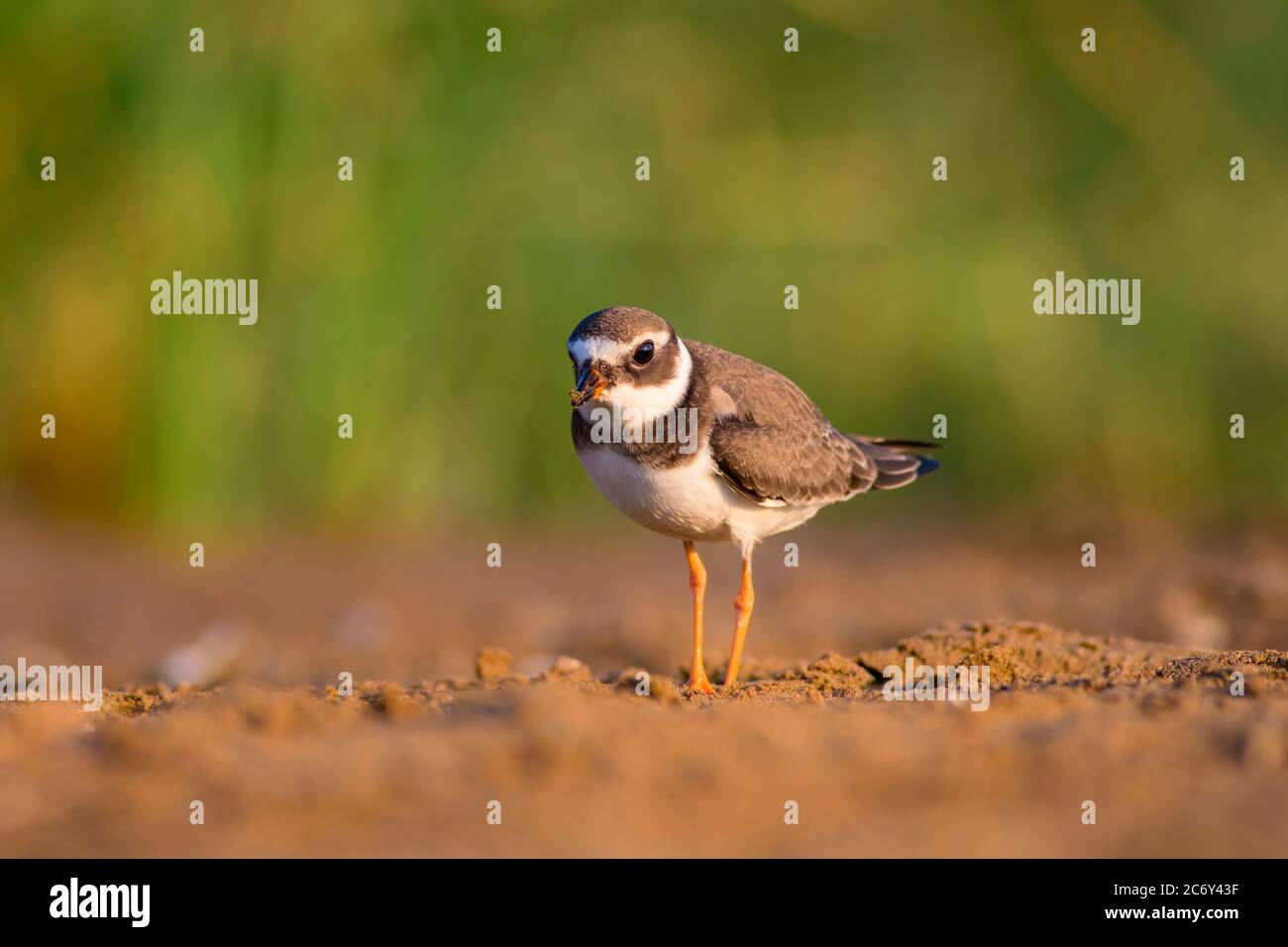 Cute little bird. Yellow sand background. Bird: Common Ringed Plover ...