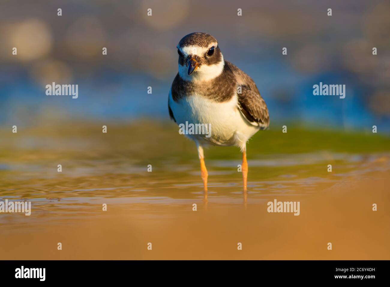 Cute little bird. Yellow sand background. Bird: Common Ringed Plover ...
