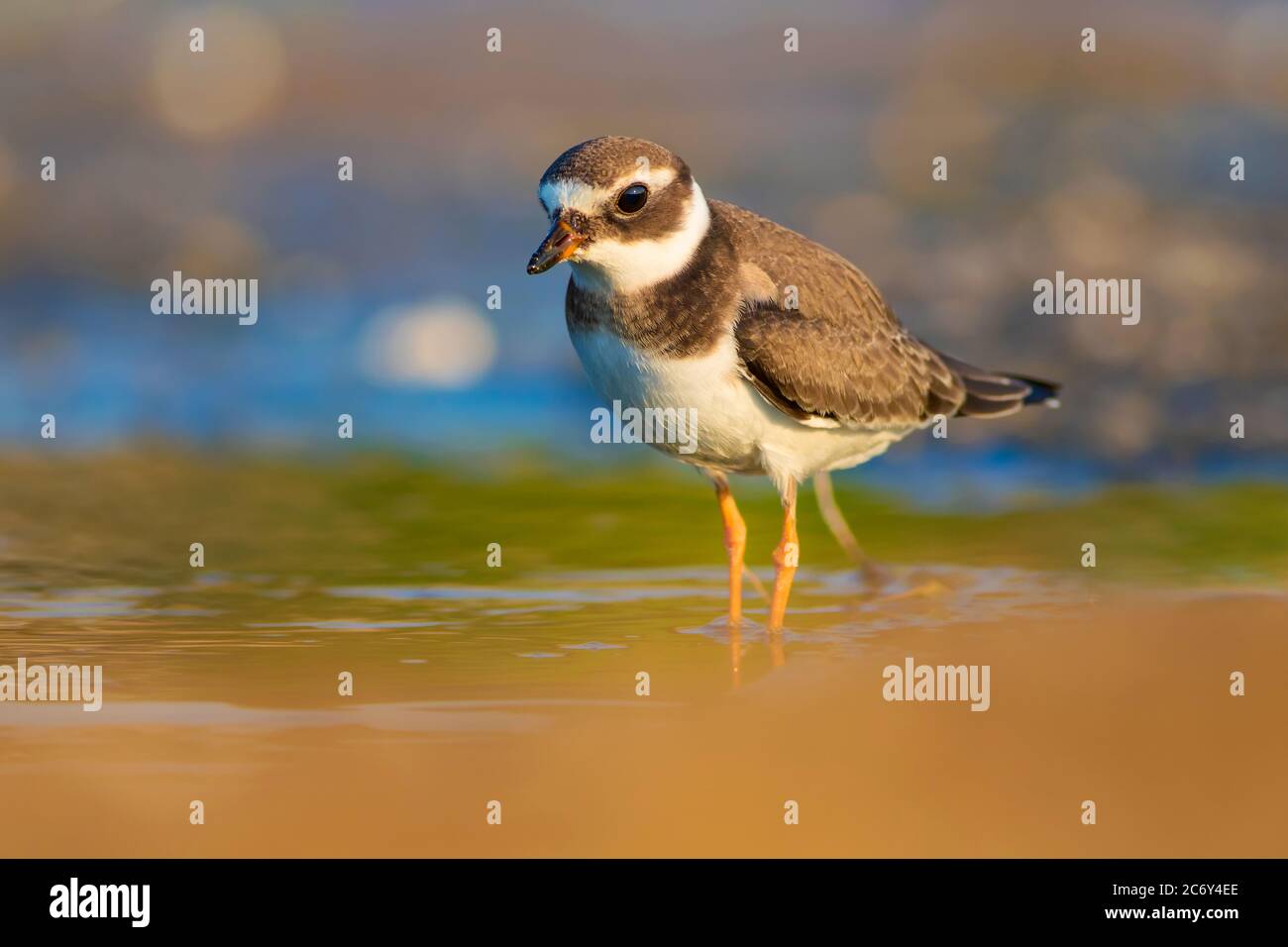 Cute little bird. Yellow sand background. Bird: Common Ringed Plover ...