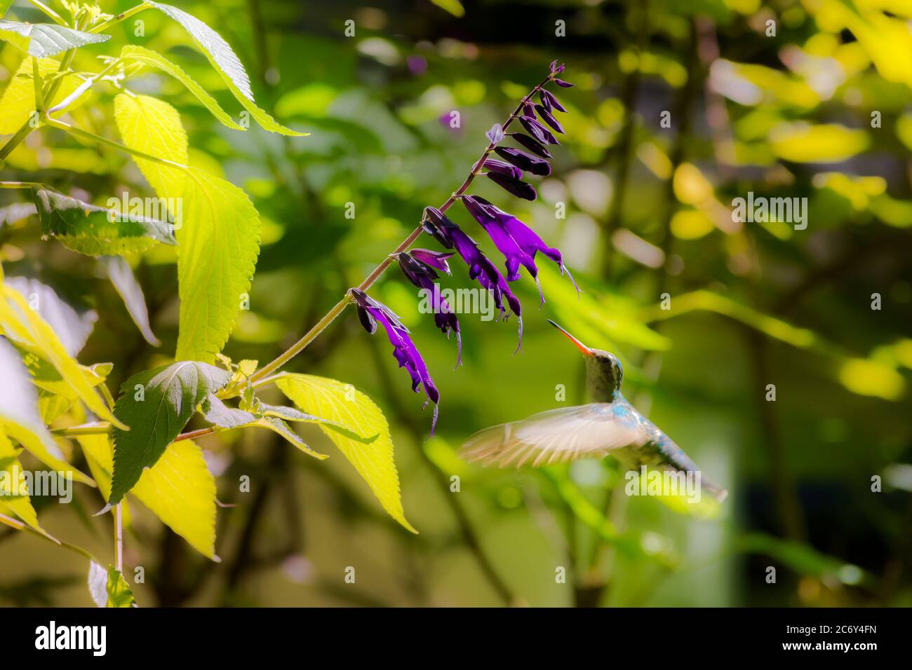 Hummingbird flying over the garden flowers Stock Photo - Alamy