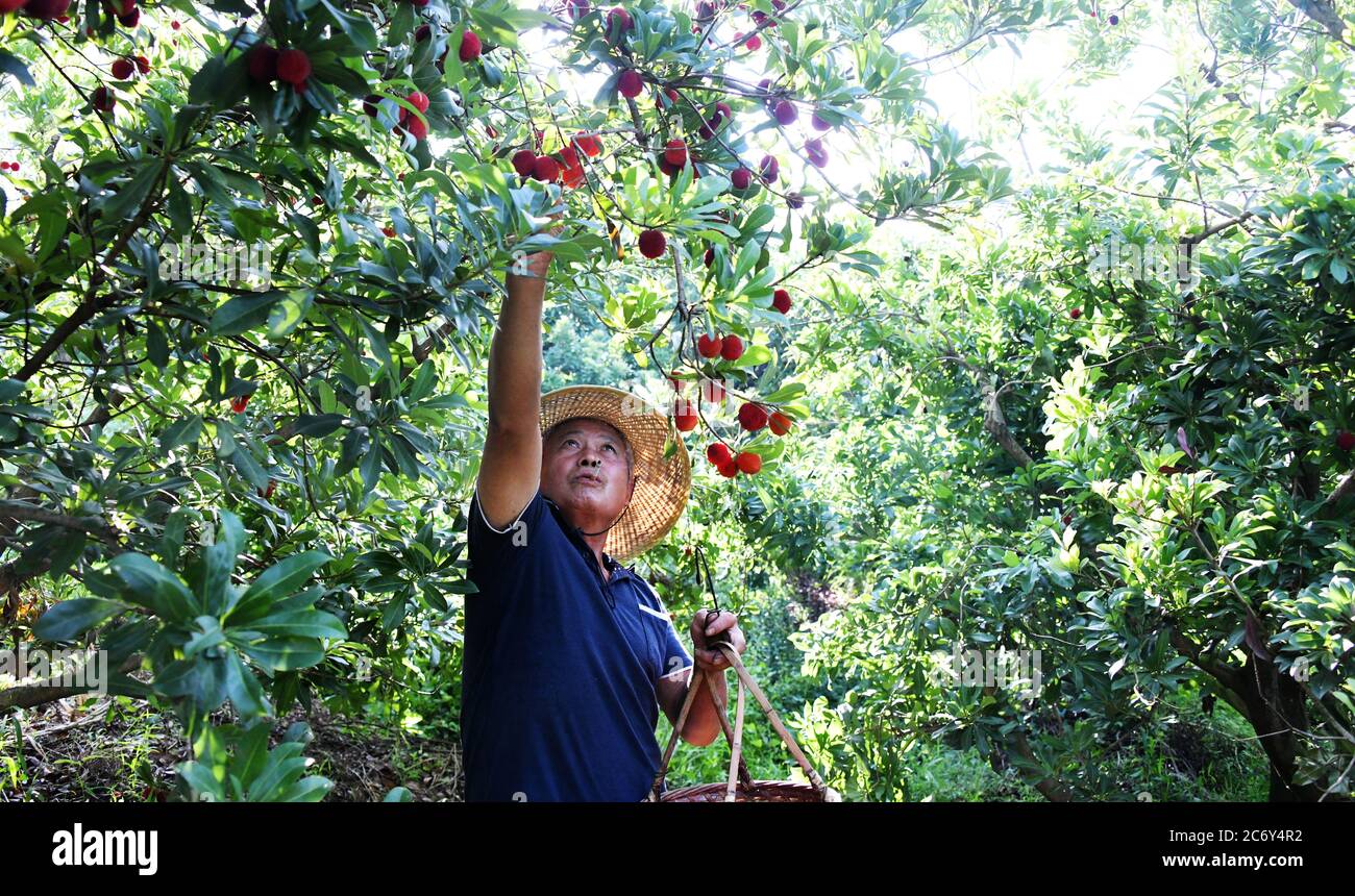 Bayberry hi-res stock photography and images - Alamy