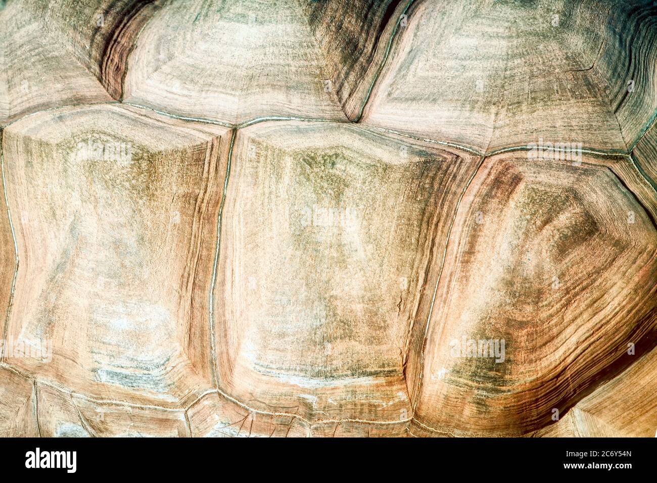 Shell background of African Spurred Tortoise Stock Photo - Alamy