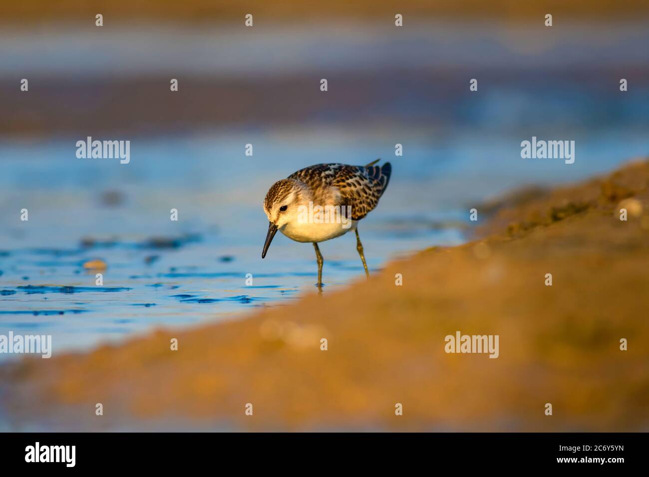 Cute little water bird. Nature backaground. Bird: Little Stint ...