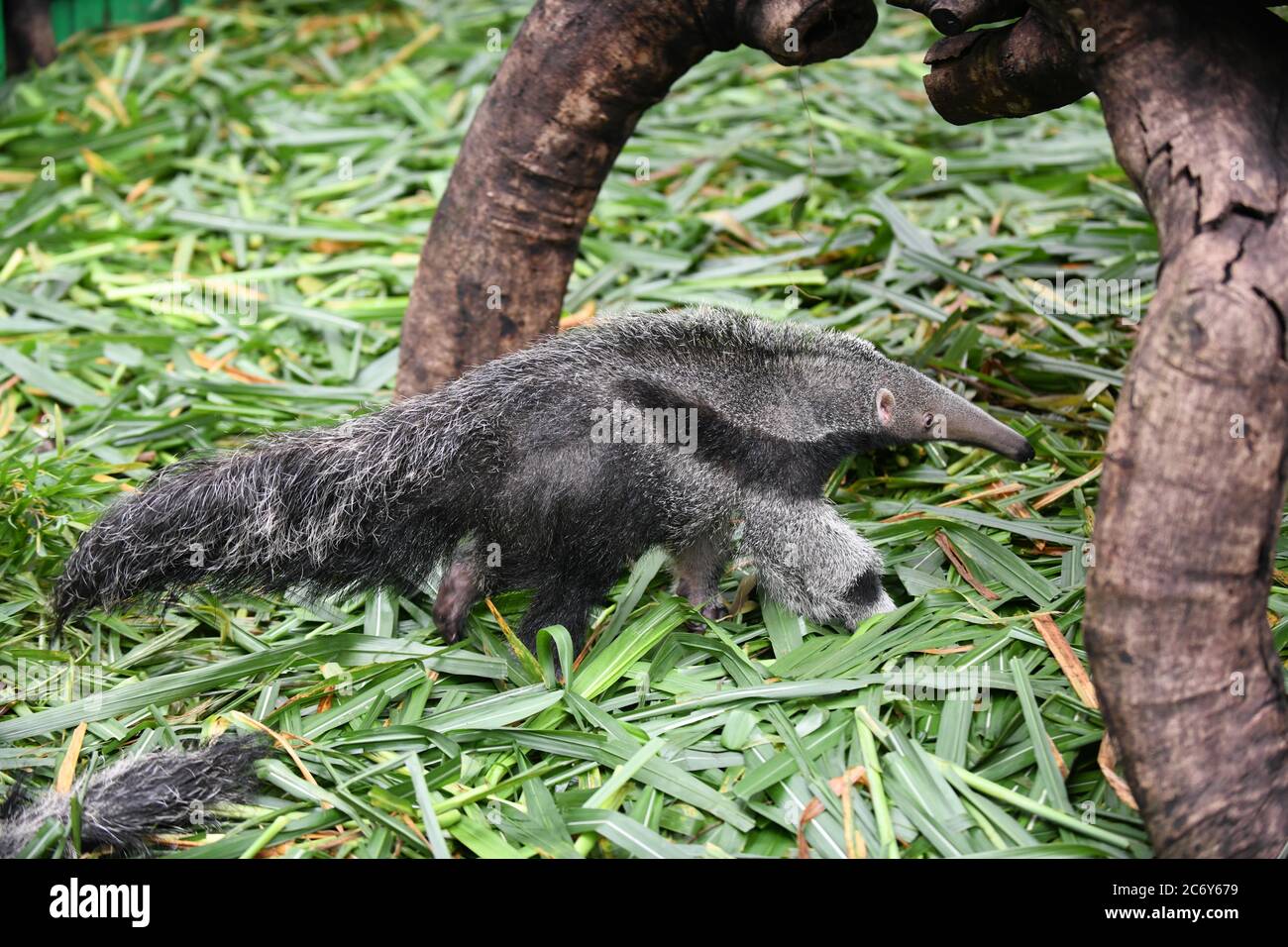 Twin anteaters are presented to the public at the Chimelong Safari Park ...