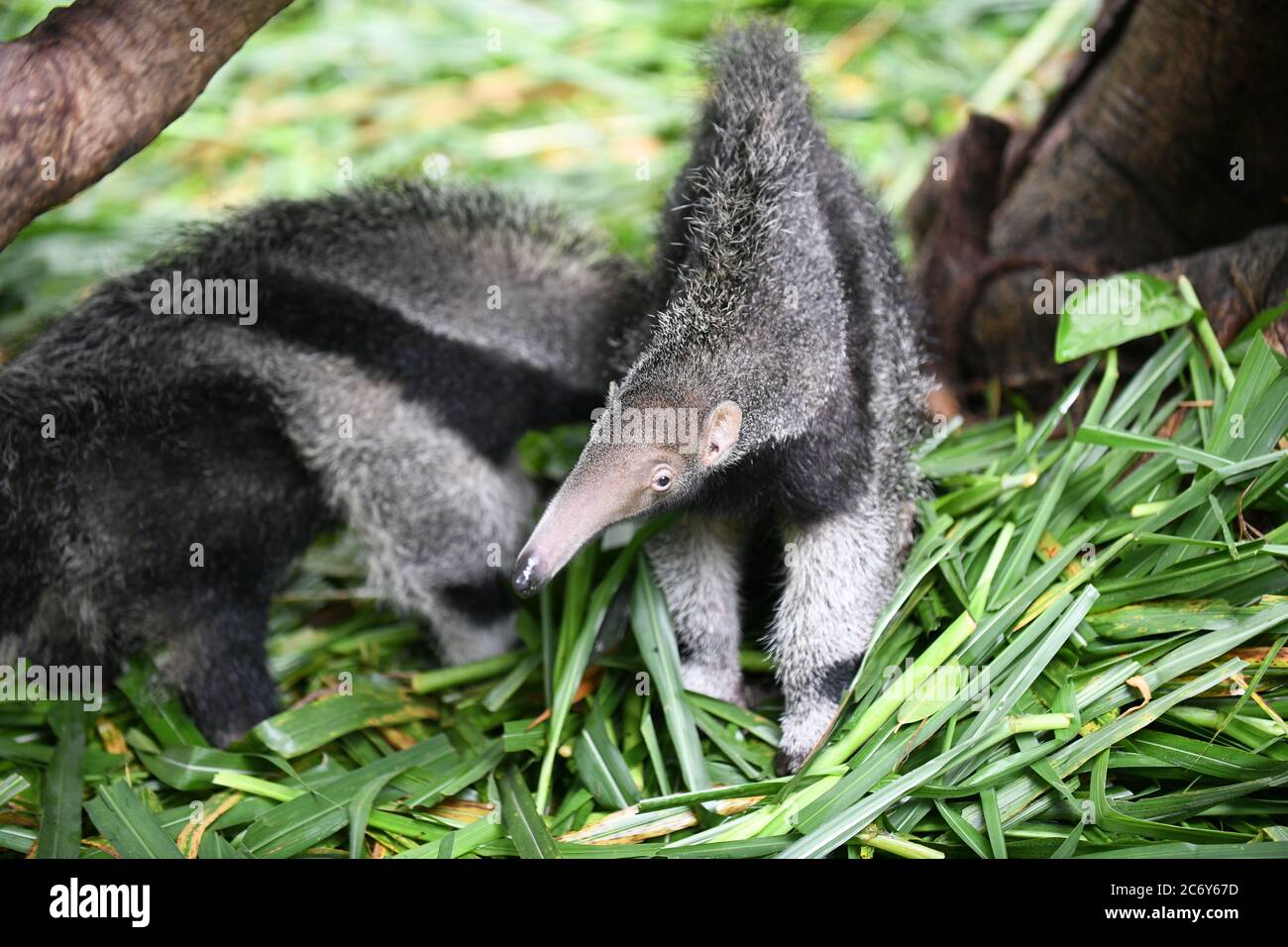Twin anteaters are presented to the public at the Chimelong Safari Park ...