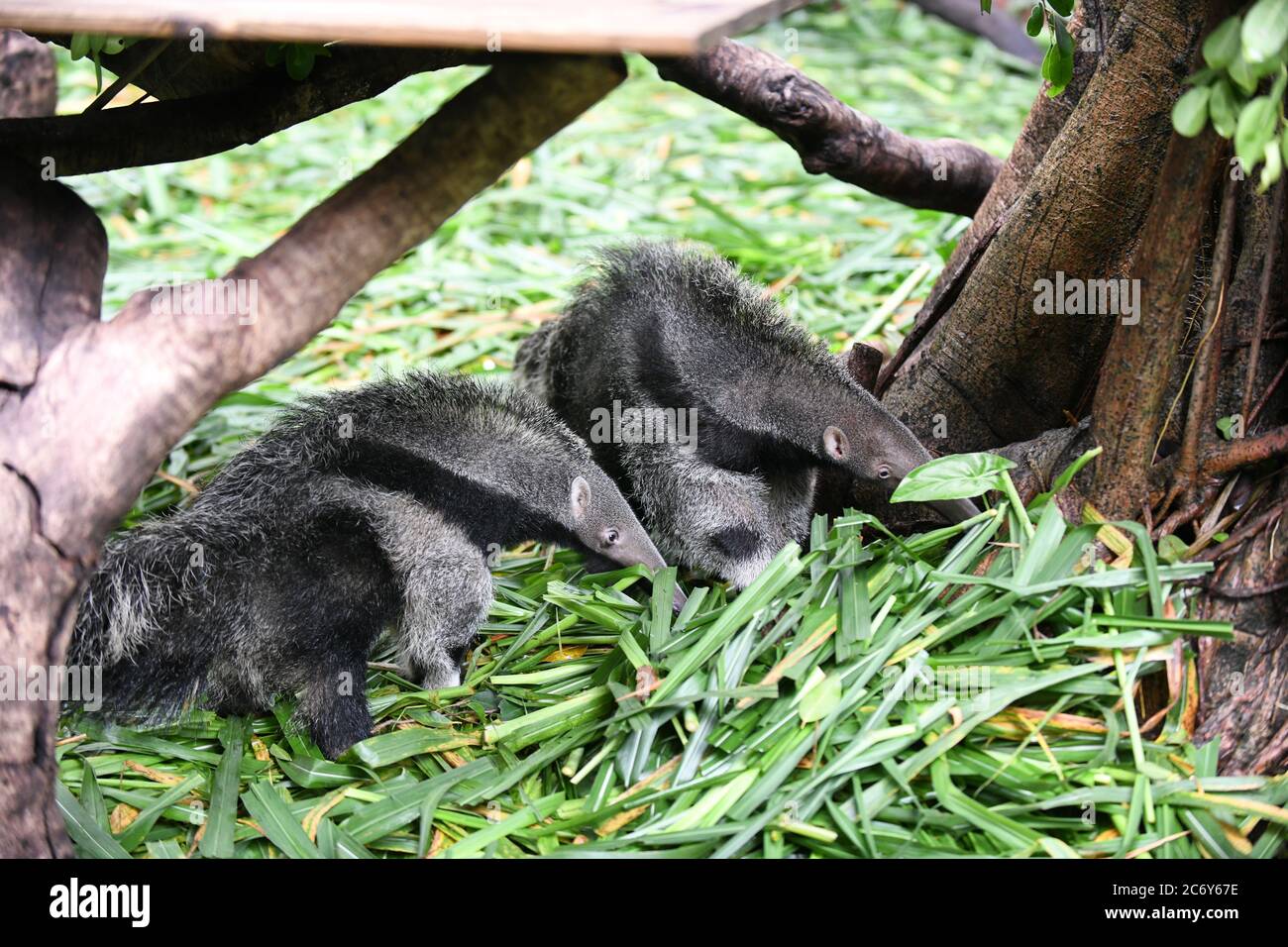 Twin anteaters are presented to the public at the Chimelong Safari Park ...