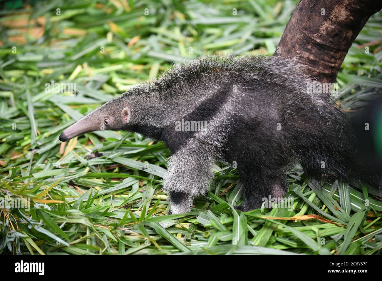Twin anteaters are presented to the public at the Chimelong Safari Park ...