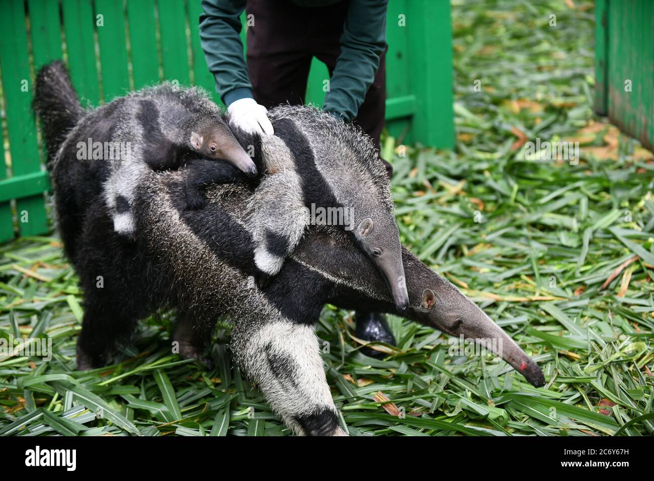 Twin anteaters are presented to the public at the Chimelong Safari Park ...
