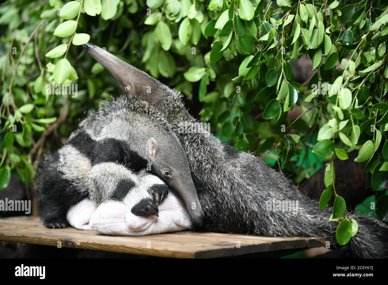 Twin anteaters are presented to the public at the Chimelong Safari Park ...