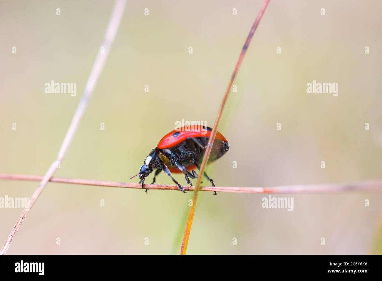 Climbing bugs hi-res stock photography and images - Alamy