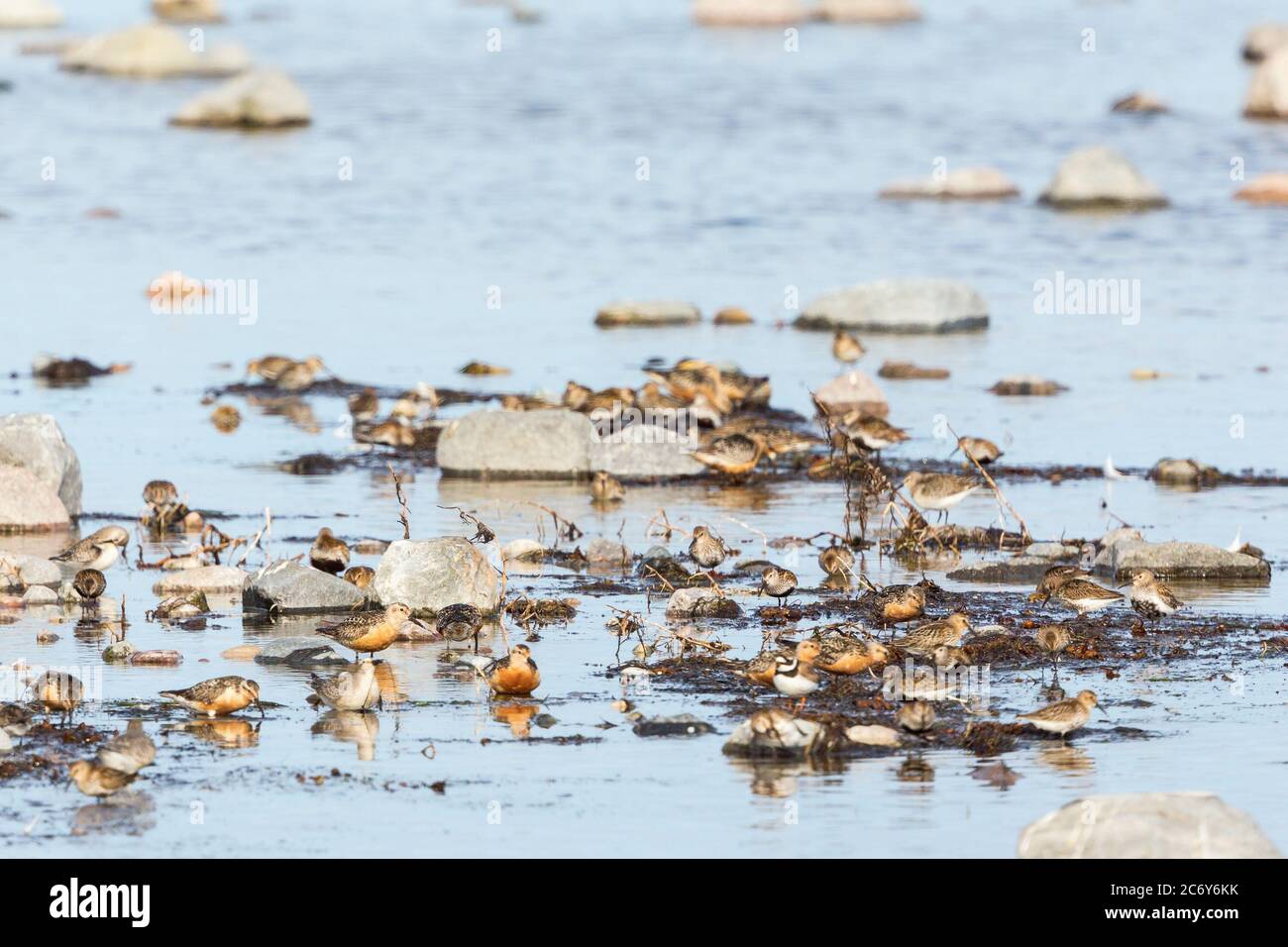 Wading birds at the beach Stock Photo - Alamy