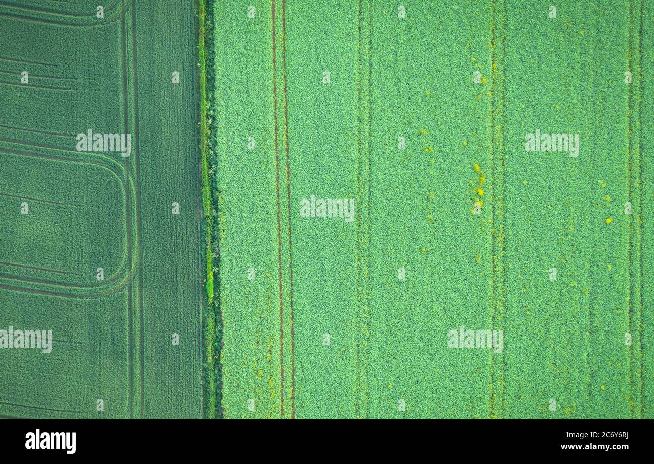 Aerial top down view over rows of fresh green farming field at early ...