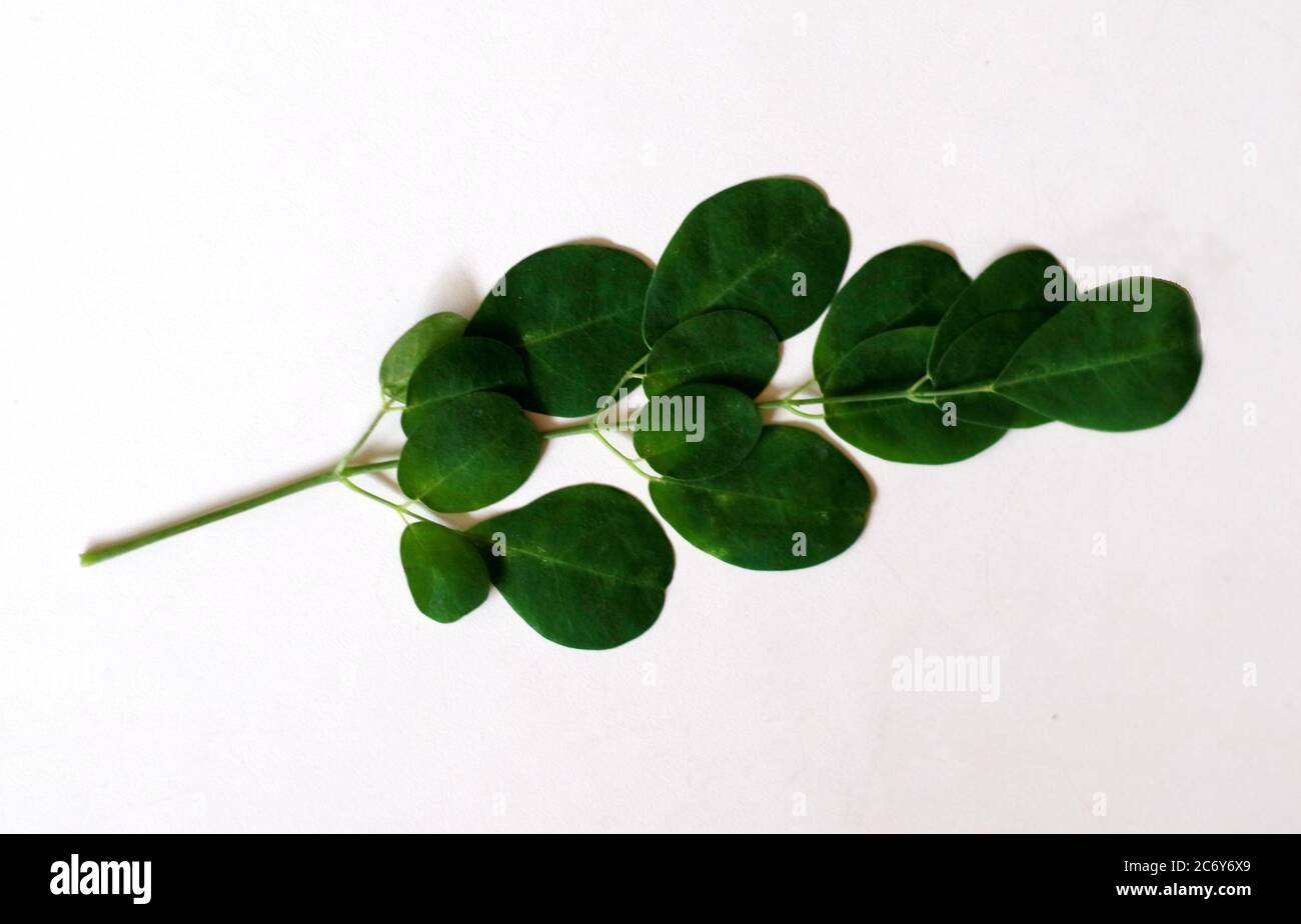 Kelor leaf or Moringa oleifera with white background Stock Photo - Alamy