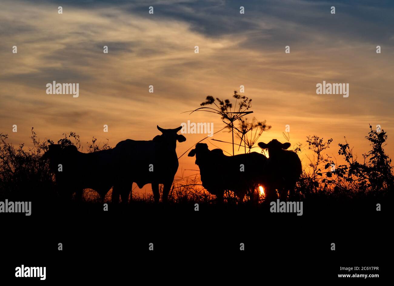 Brahman hi-res stock photography and images - Alamy