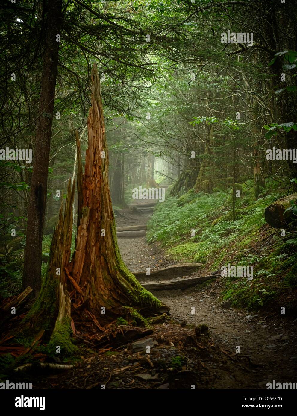 Shattered Tree Stump In Foggy Forest along Appalachian Trail Stock ...