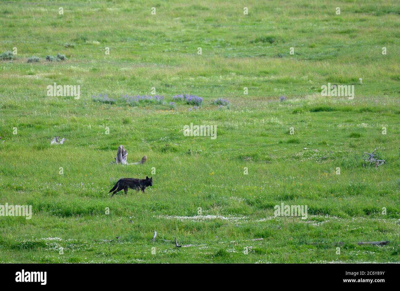 Single Black Wolf in Open Field of Lamar valley Stock Photo - Alamy