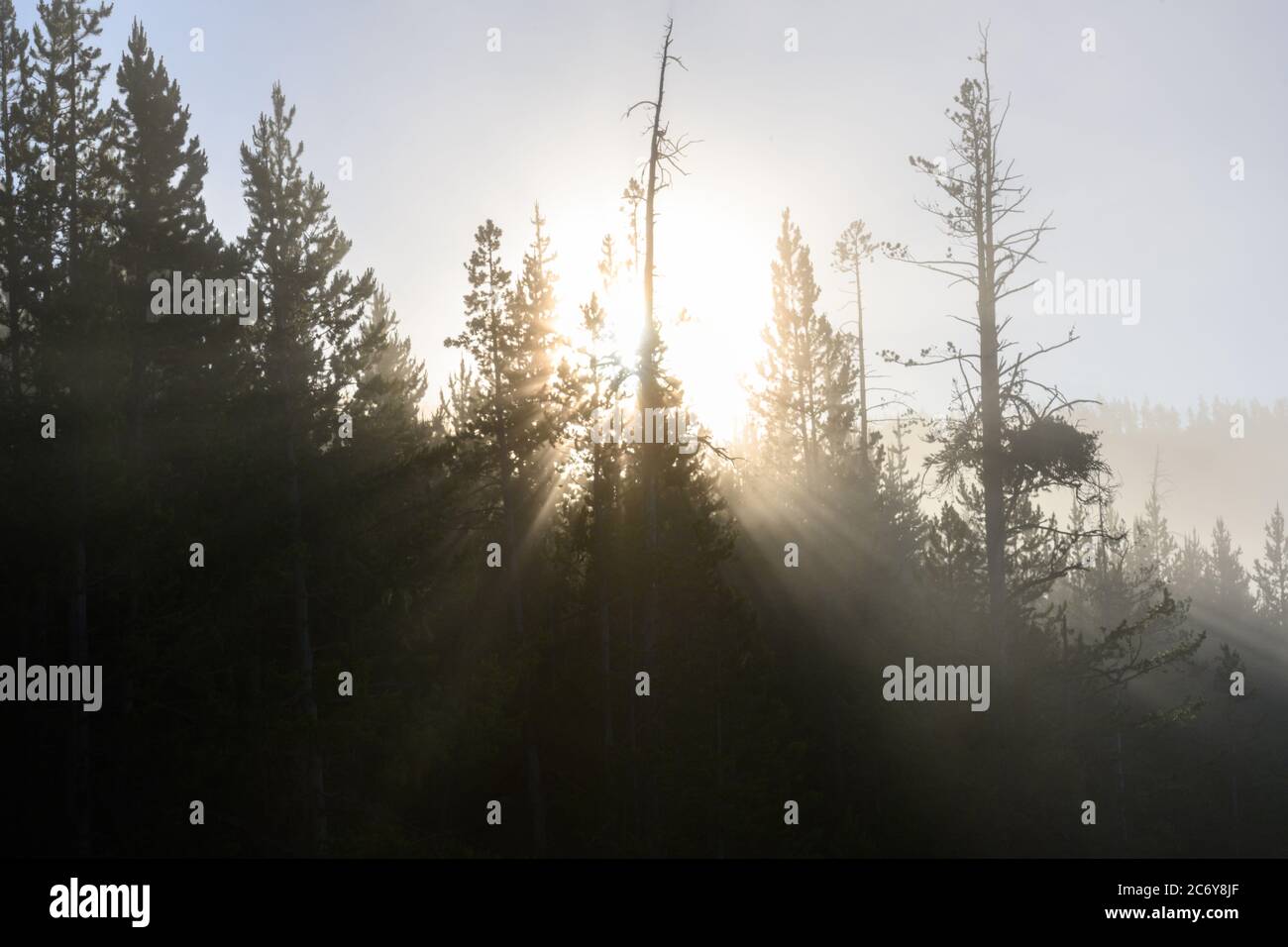 Sun Rays Behind Tree in Yellowstone Forest in morning Stock Photo - Alamy