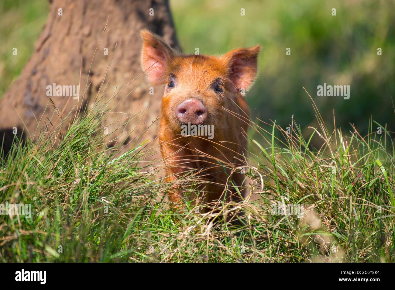 Baby Pig Standing In Grass High Resolution Stock Photography and Images ...