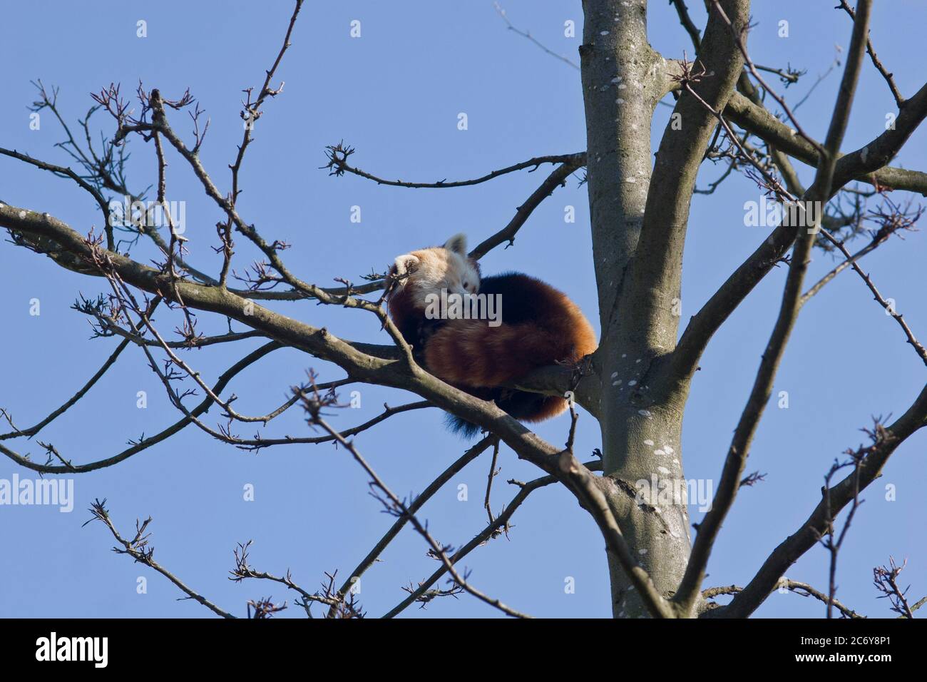 Red Panda lounging in a tree on branches.Ailurus fulgens, herbivore ...