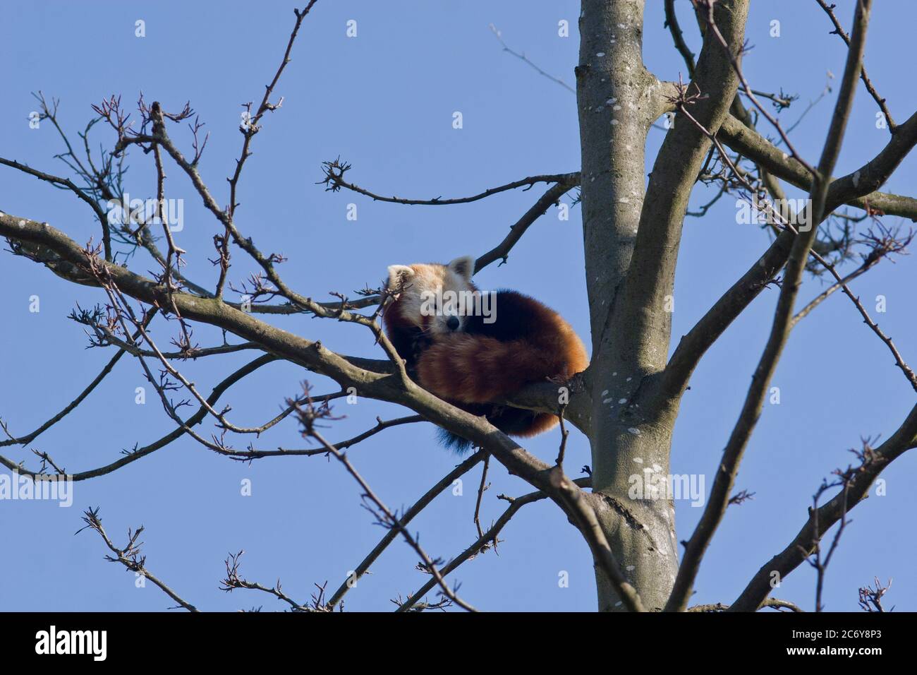 Red Panda lounging in a tree on branches.Ailurus fulgens, herbivore ...