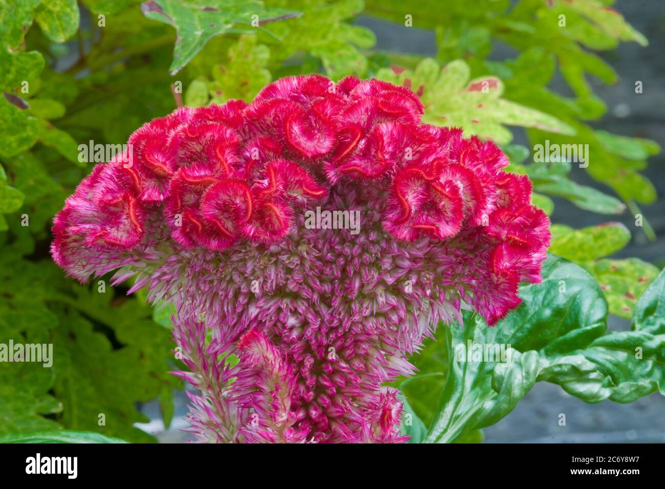 Flora, wild flowers, garden, natural, ferns, greenery, bees friends Stock Photo - Alamy