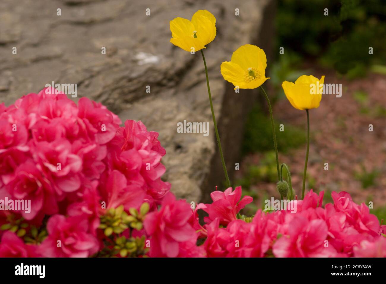 Flora, wild flowers, garden, natural, ferns, greenery, bees friends Stock Photo - Alamy