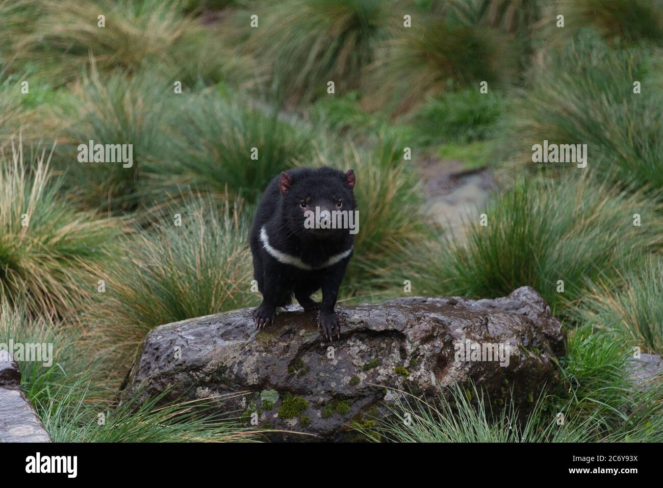 Cradle mountain st clari national park hi-res stock photography and ...
