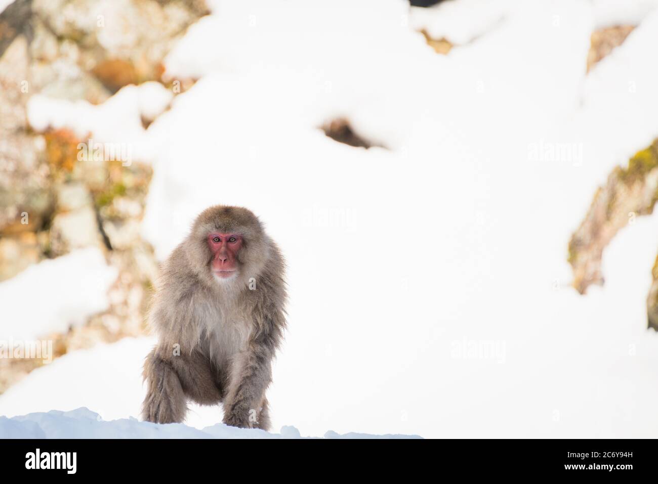 Japanese Macaque Standing on a Snowy Field Stock Photo - Alamy