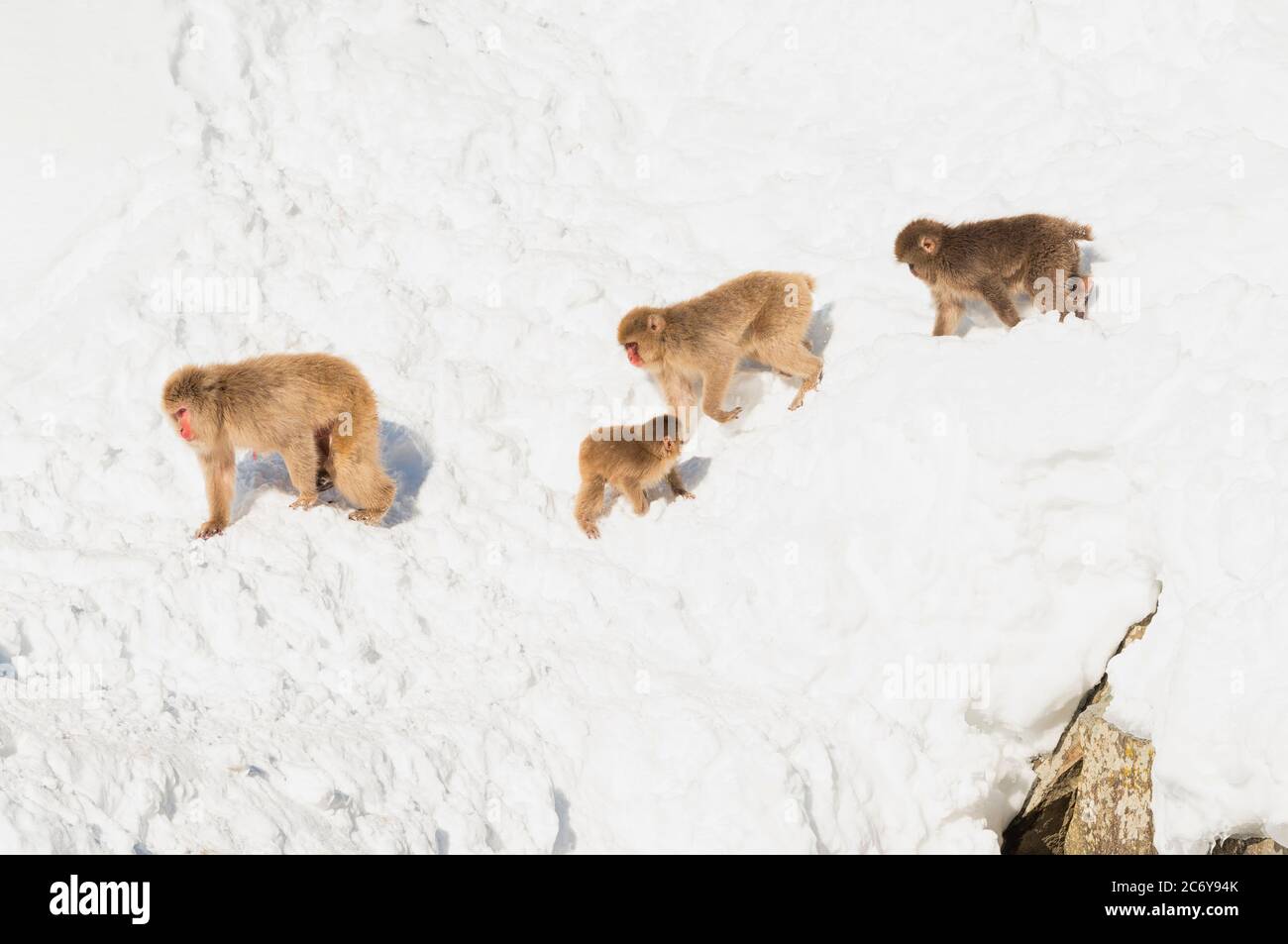 Group of japanese macaques hi-res stock photography and images - Alamy