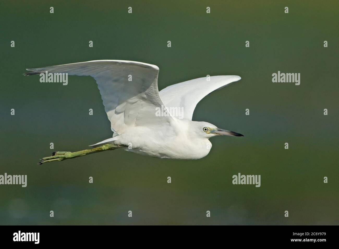 Juvenile little blue heron flying Stock Photo - Alamy