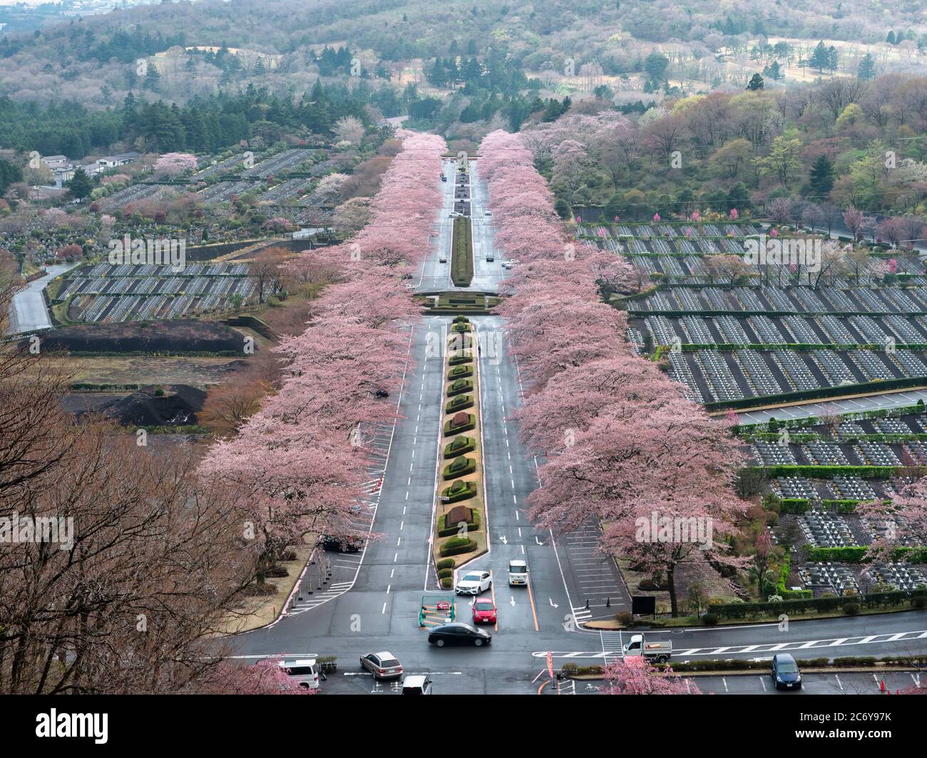 Cherry Tree-Lined Avenue Stock Photo - Alamy