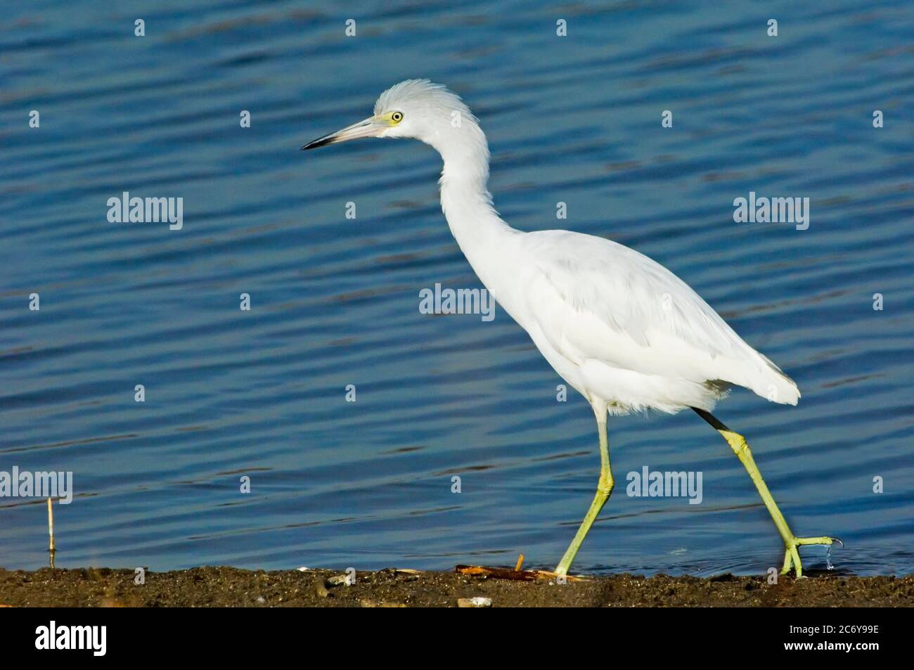 Juvenile wader hi-res stock photography and images - Alamy