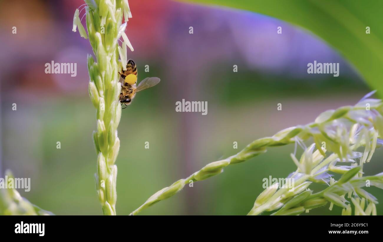 Honey bee collecting pollen off of a corn tassel Stock Photo - Alamy