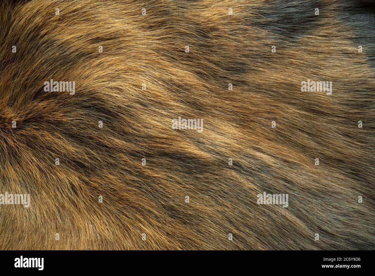 Brown and white fur The hairs are smooth and have a beautiful pattern ...