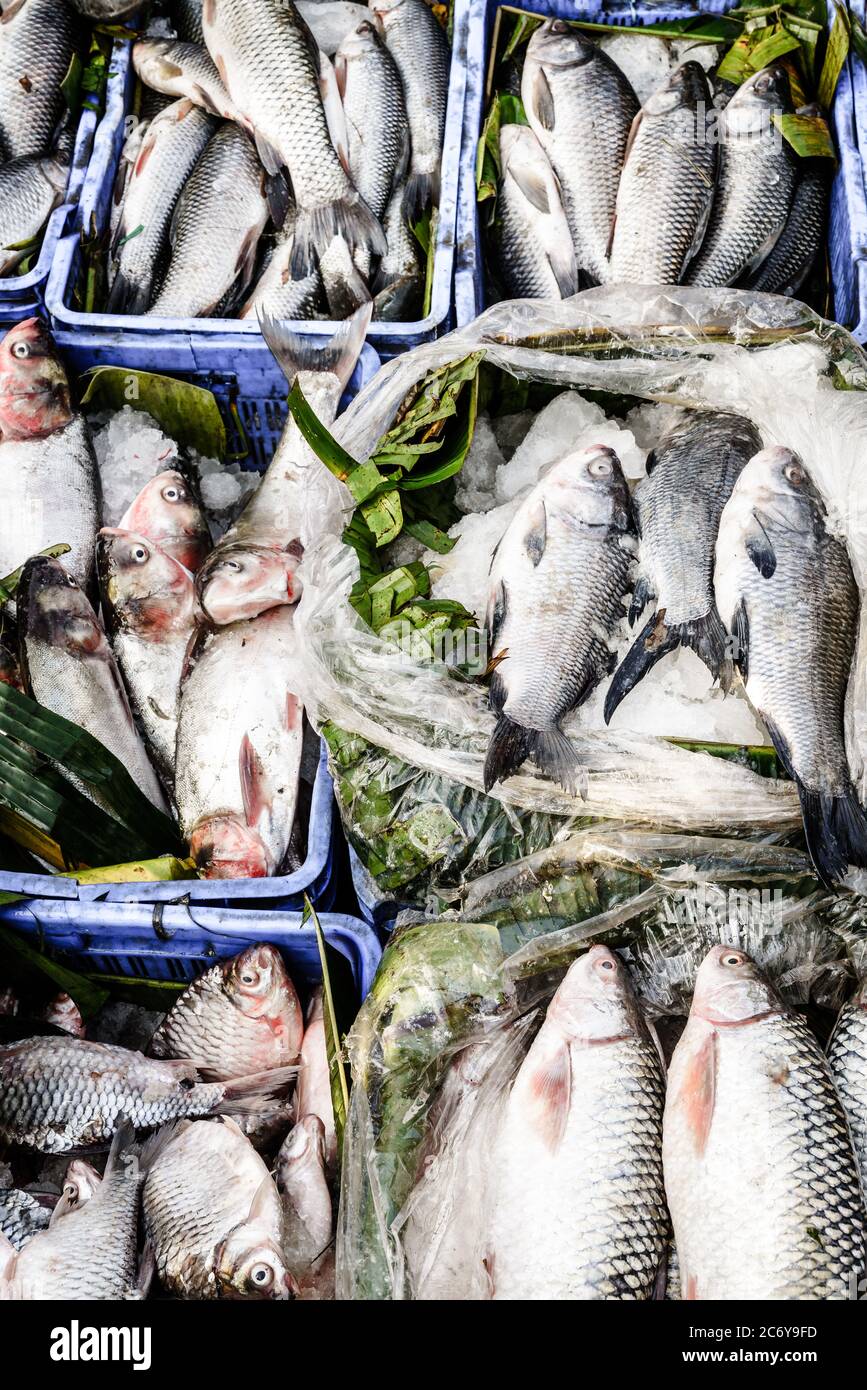Fresh fish at a market in Chittagong, Bangladesh Stock Photo - Alamy