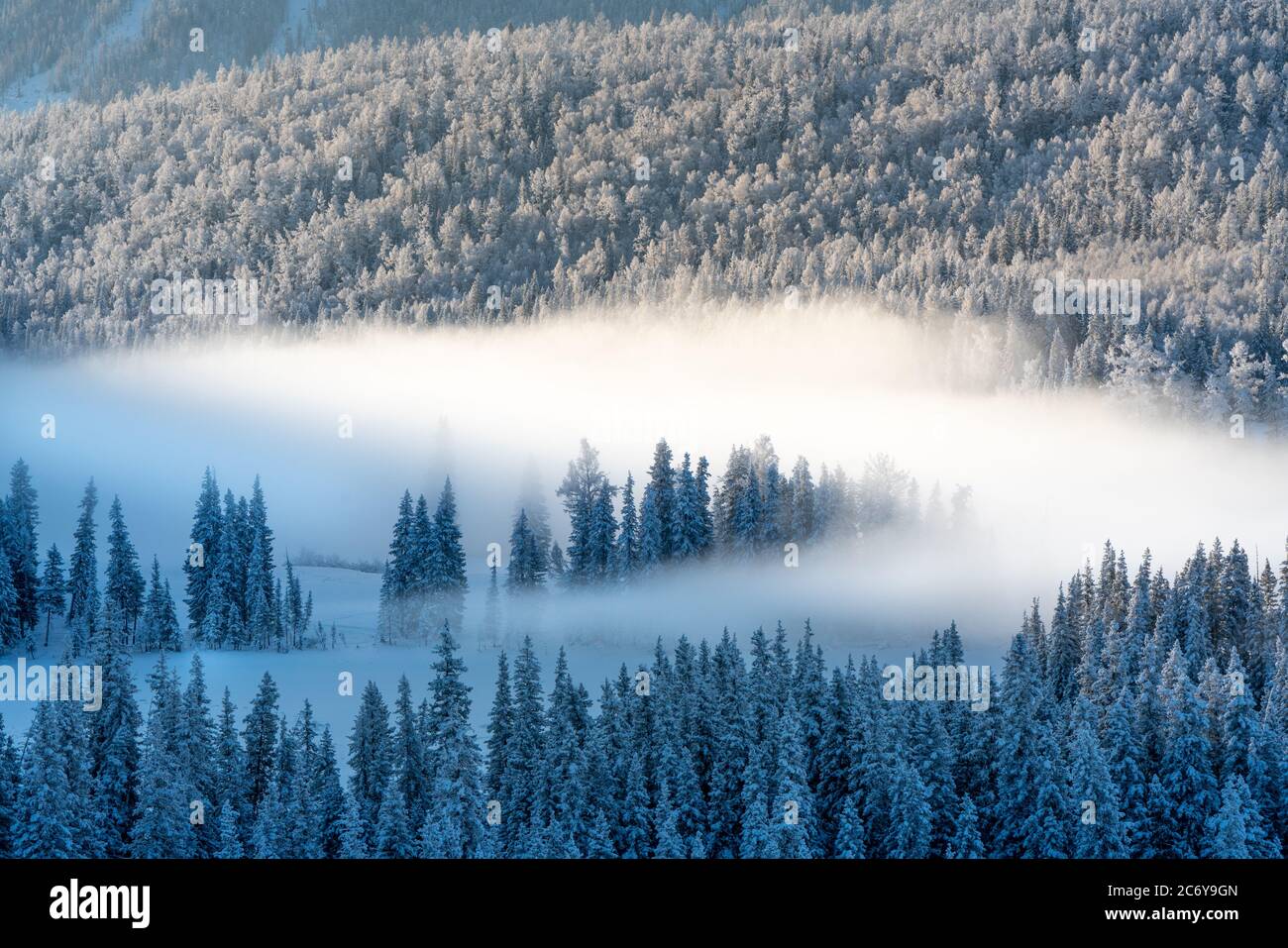 --File--In this undated photo, a forest is covered by snow by Kanas ...