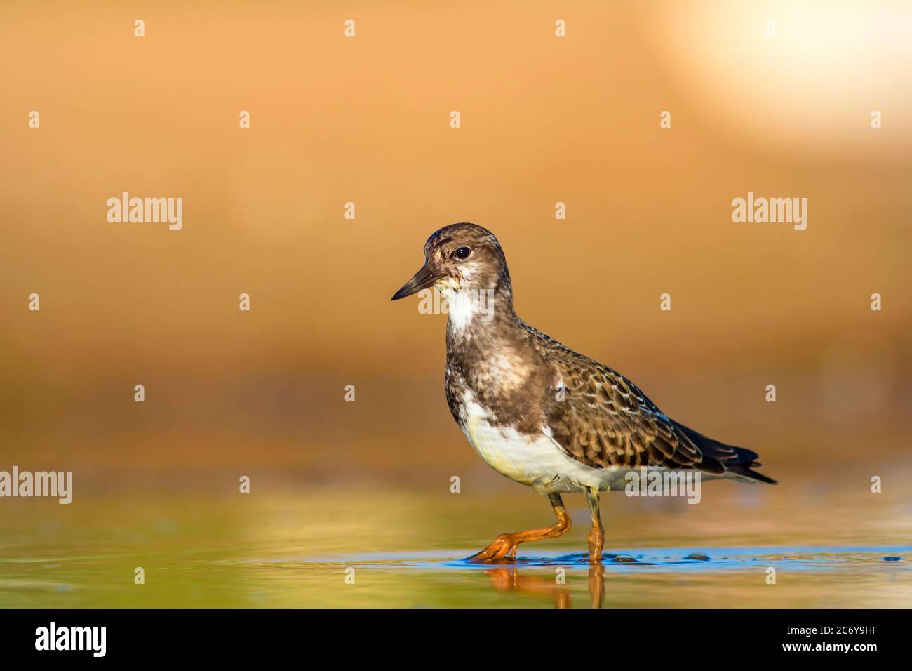 Cute water bird. Common bird Ruddy Turnstone. Colorful nature ...