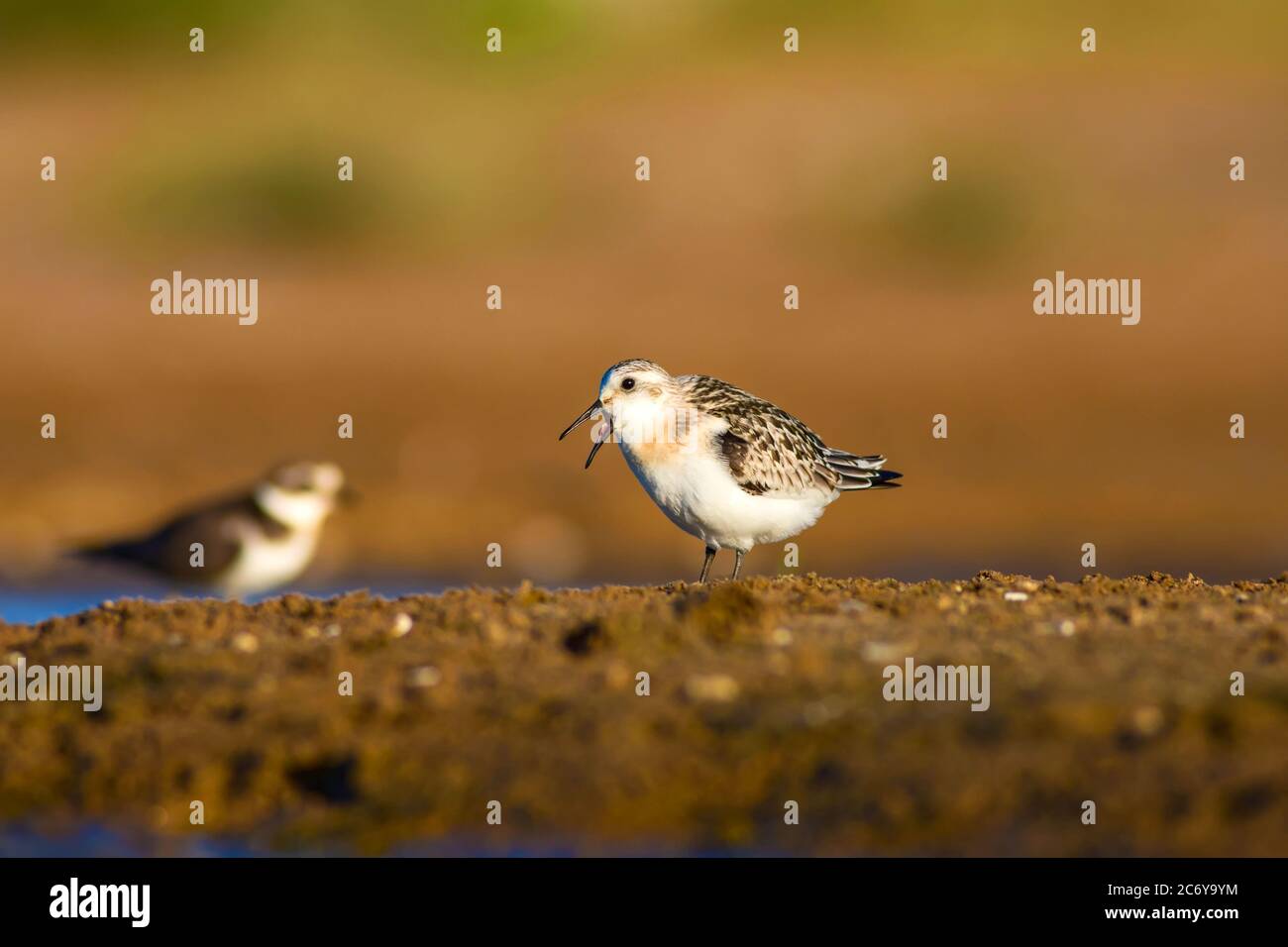 Cute little water bird. Nature backaground. Bird: Little Stint ...
